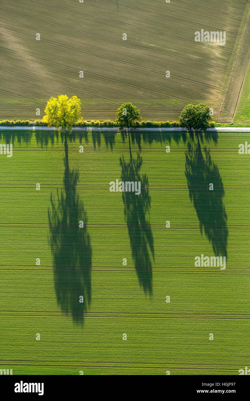 Row of trees hi-res stock photography and images - Alamy