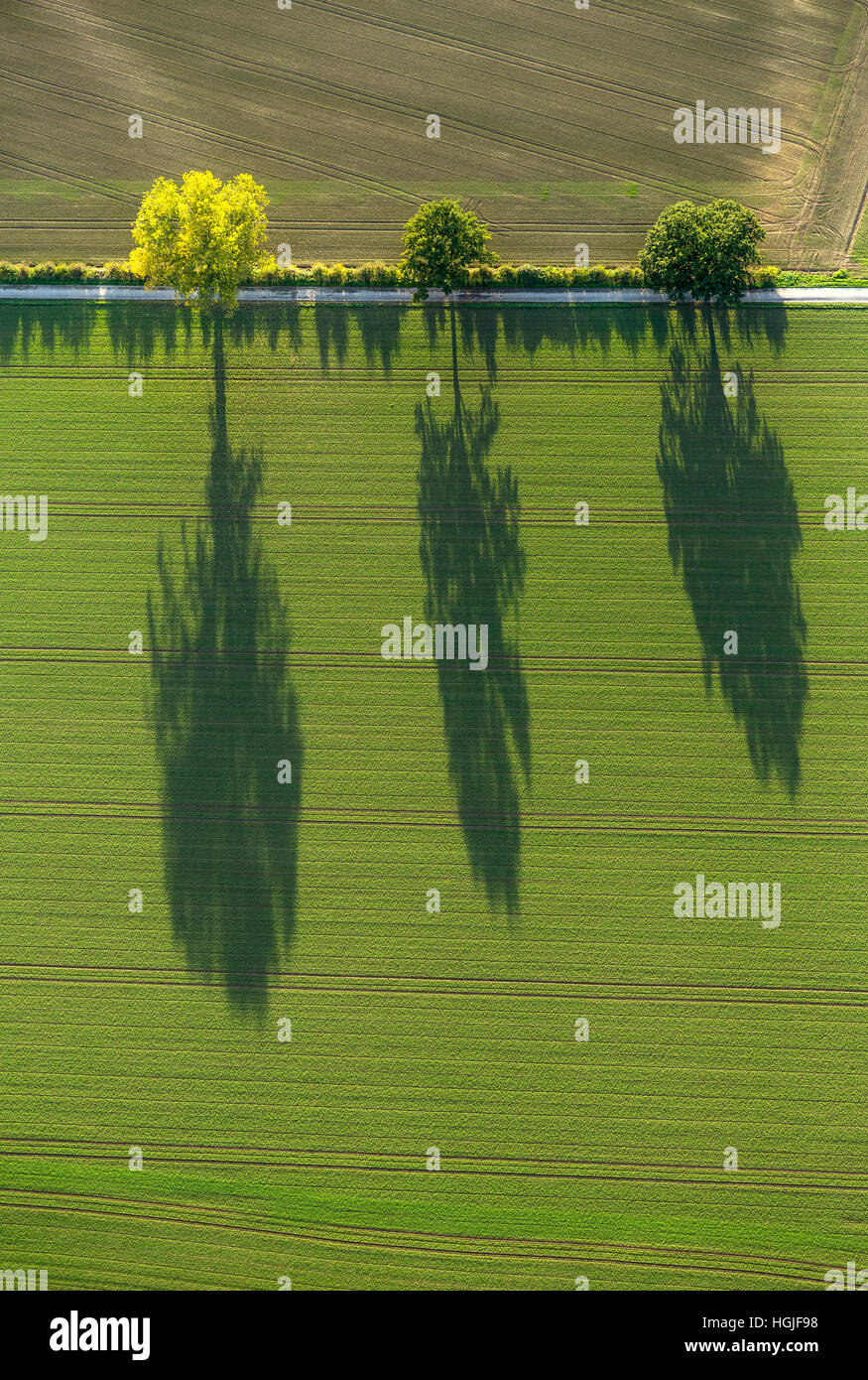 Aerial view, row of trees, agriculture, highway, lane, shade tree ...