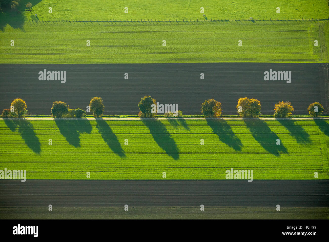 Aerial view, row of trees, agriculture, highway, lane, shade tree ...
