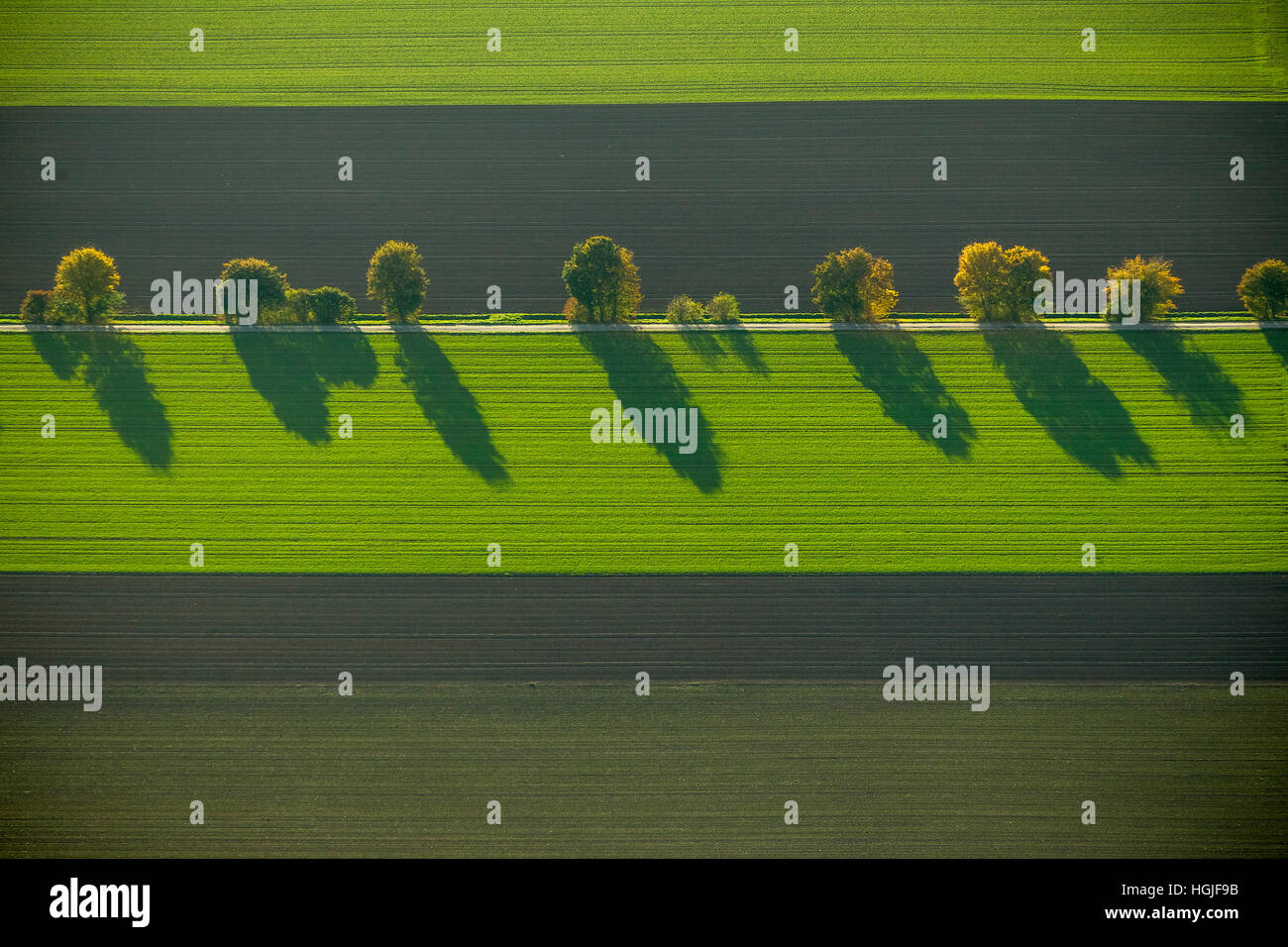 Row of trees hi-res stock photography and images - Alamy