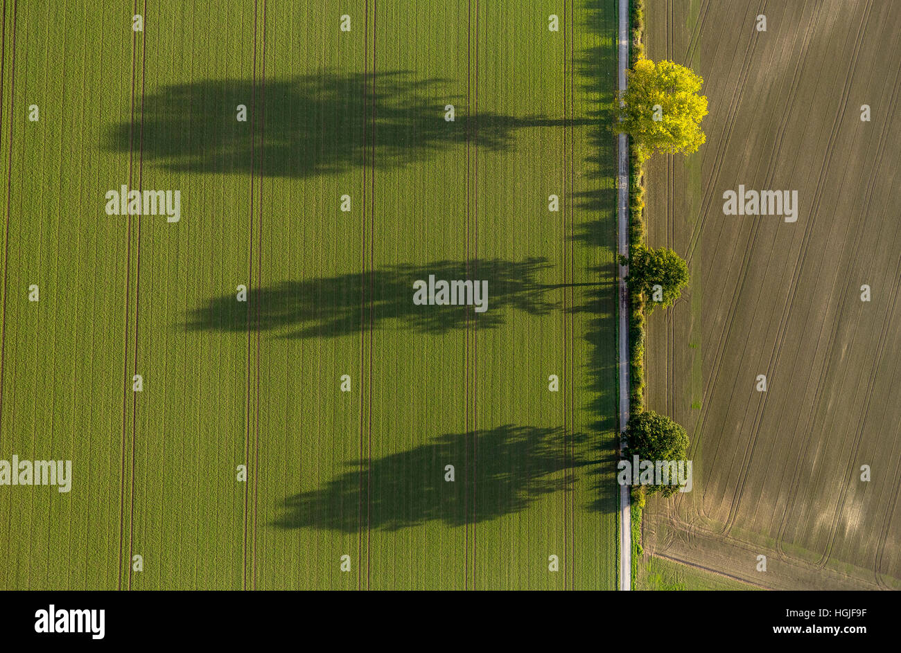 Aerial view, row of trees, agriculture, highway, lane, shade tree ...