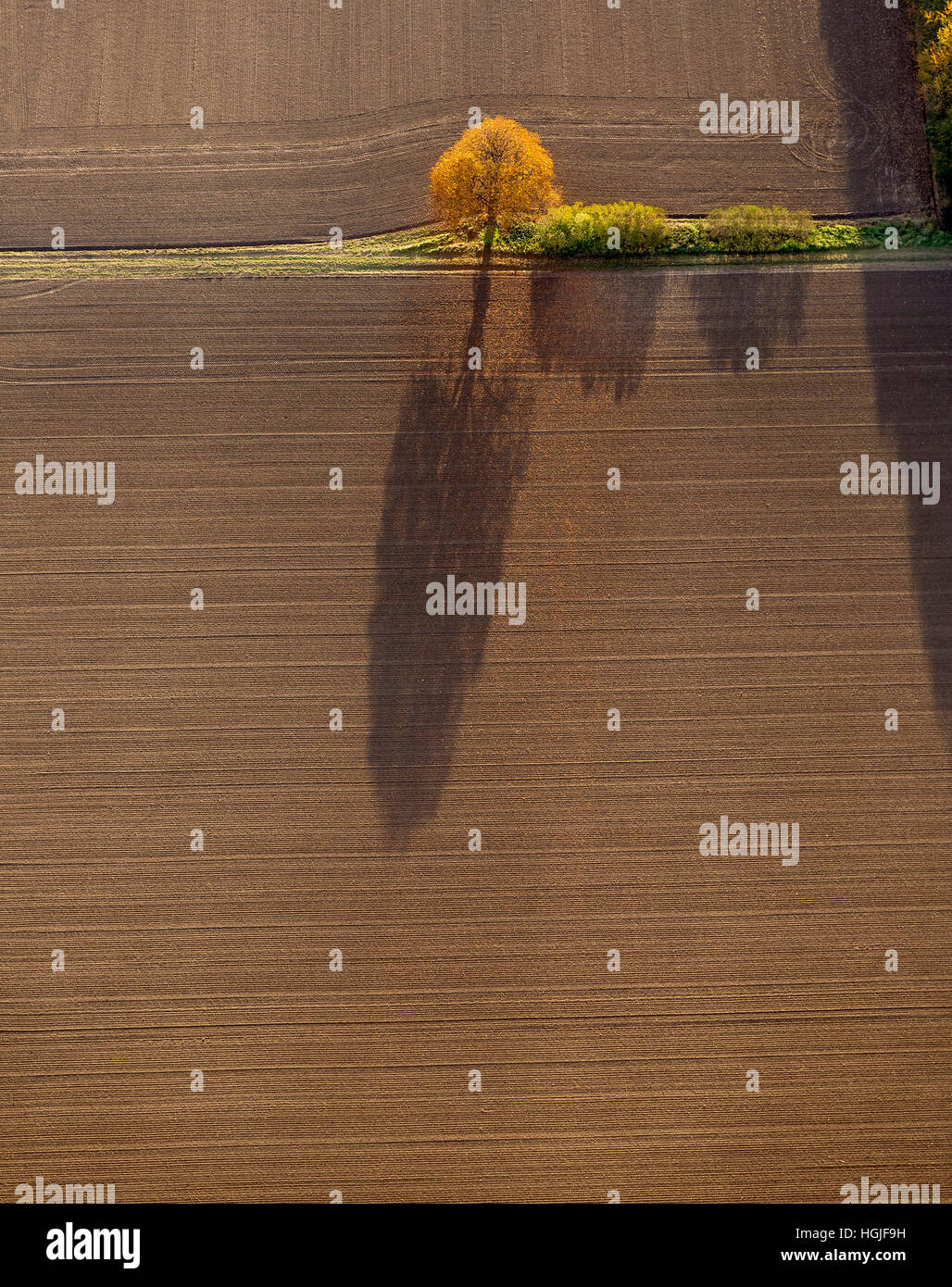 Aerial view, row of trees, agriculture, highway, lane, shade tree ...