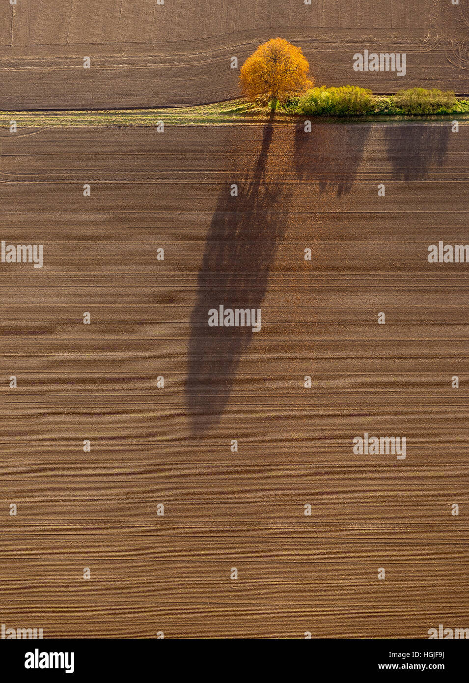 Aerial view, row of trees, agriculture, highway, lane, shade tree ...