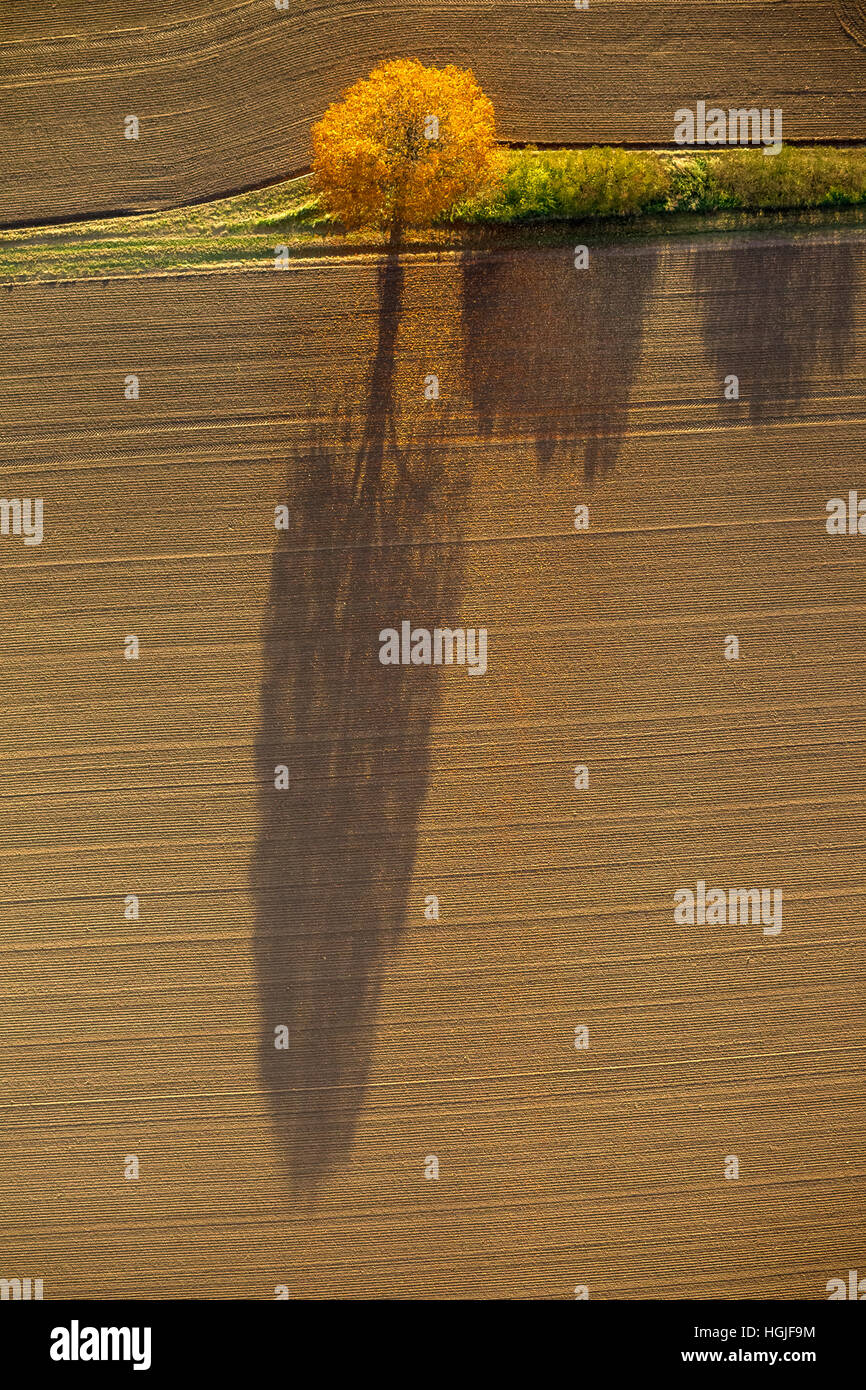 Aerial view, row of trees, agriculture, highway, lane, shade tree ...