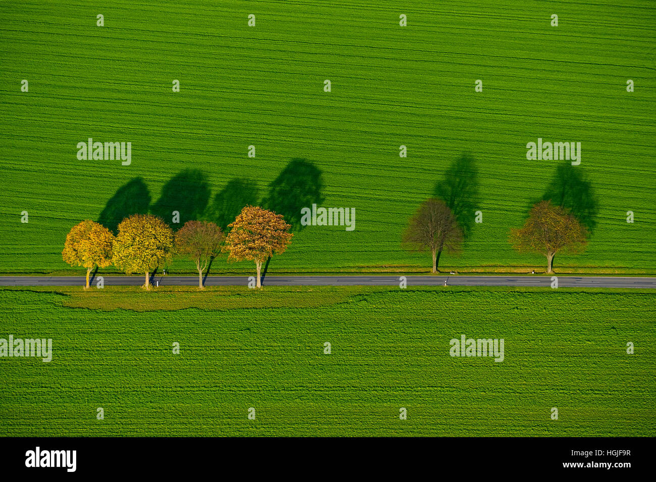 Aerial view, row of trees, agriculture, highway, lane, shade tree ...