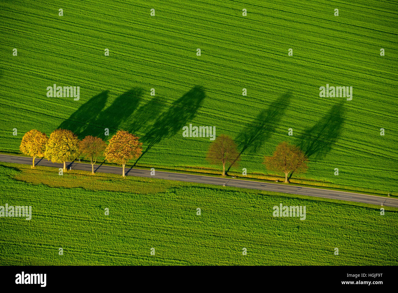 Aerial view, row of trees, agriculture, highway, lane, shade tree ...