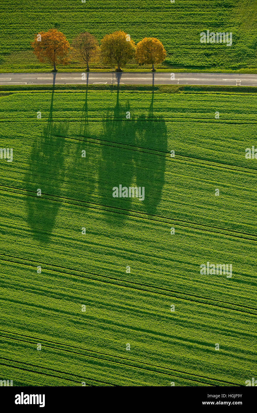 Aerial view, row of trees, agriculture, highway, lane, shade tree ...