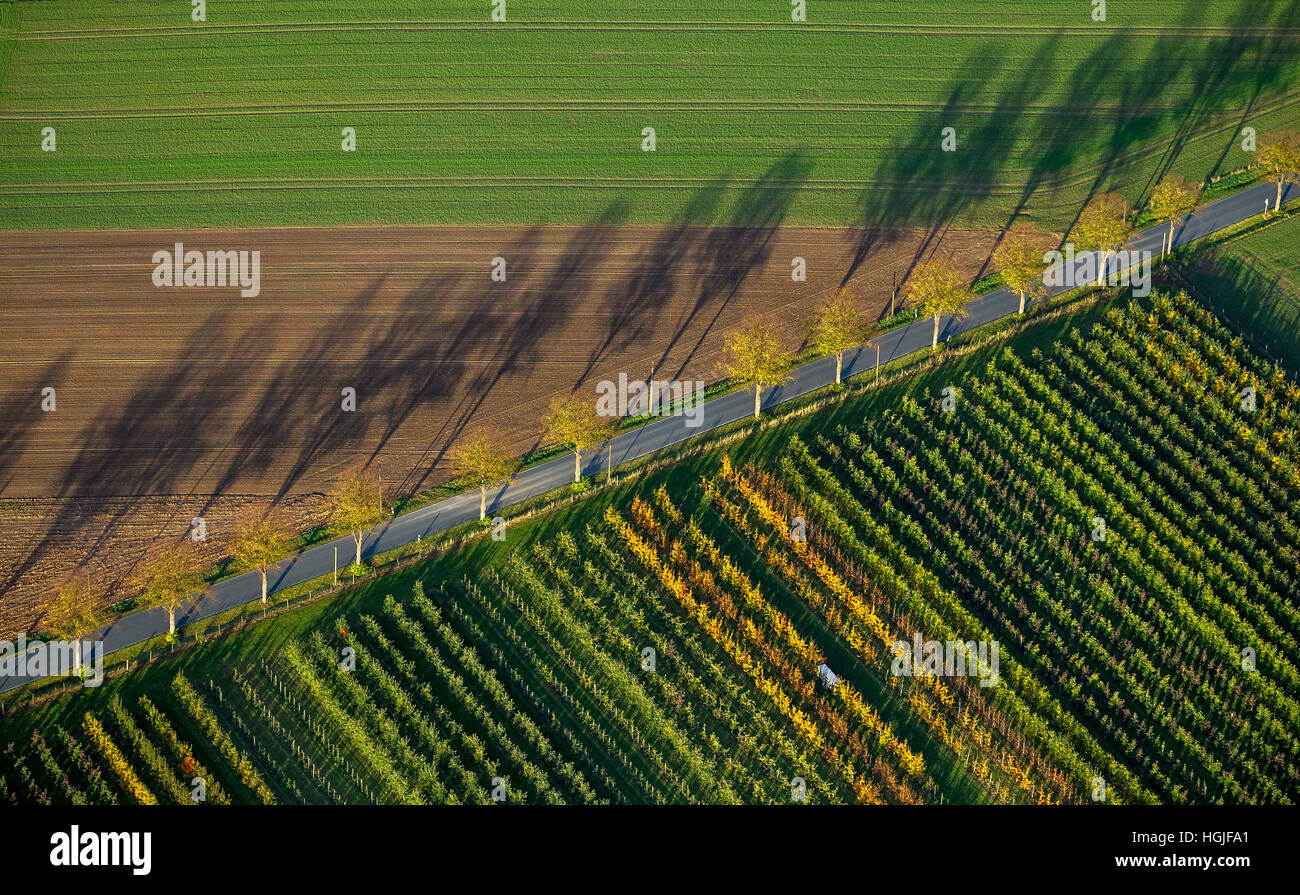 Aerial view, row of trees, agriculture, highway, lane, shade tree ...