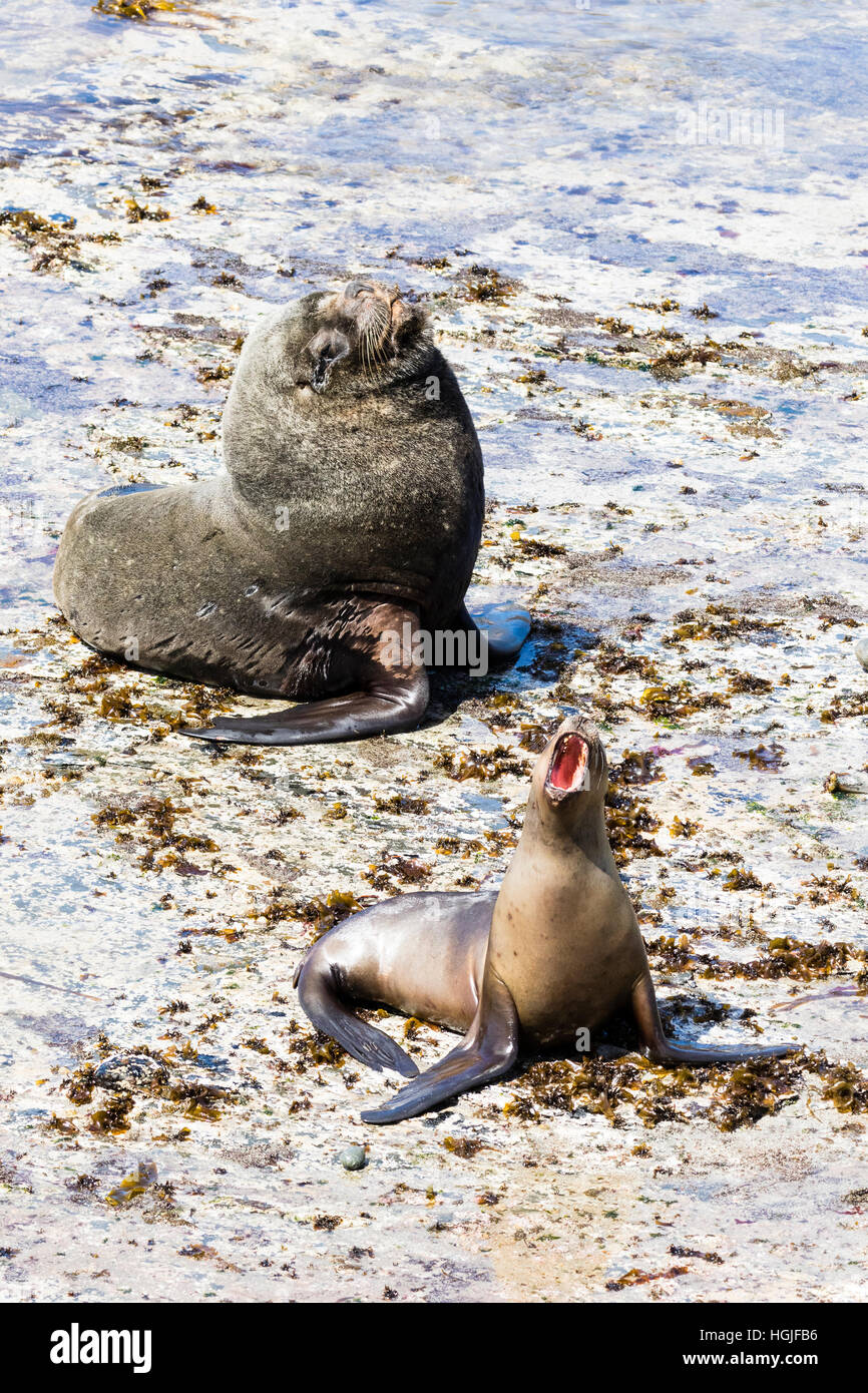 Southern sea lion male bull female hi-res stock photography and images ...
