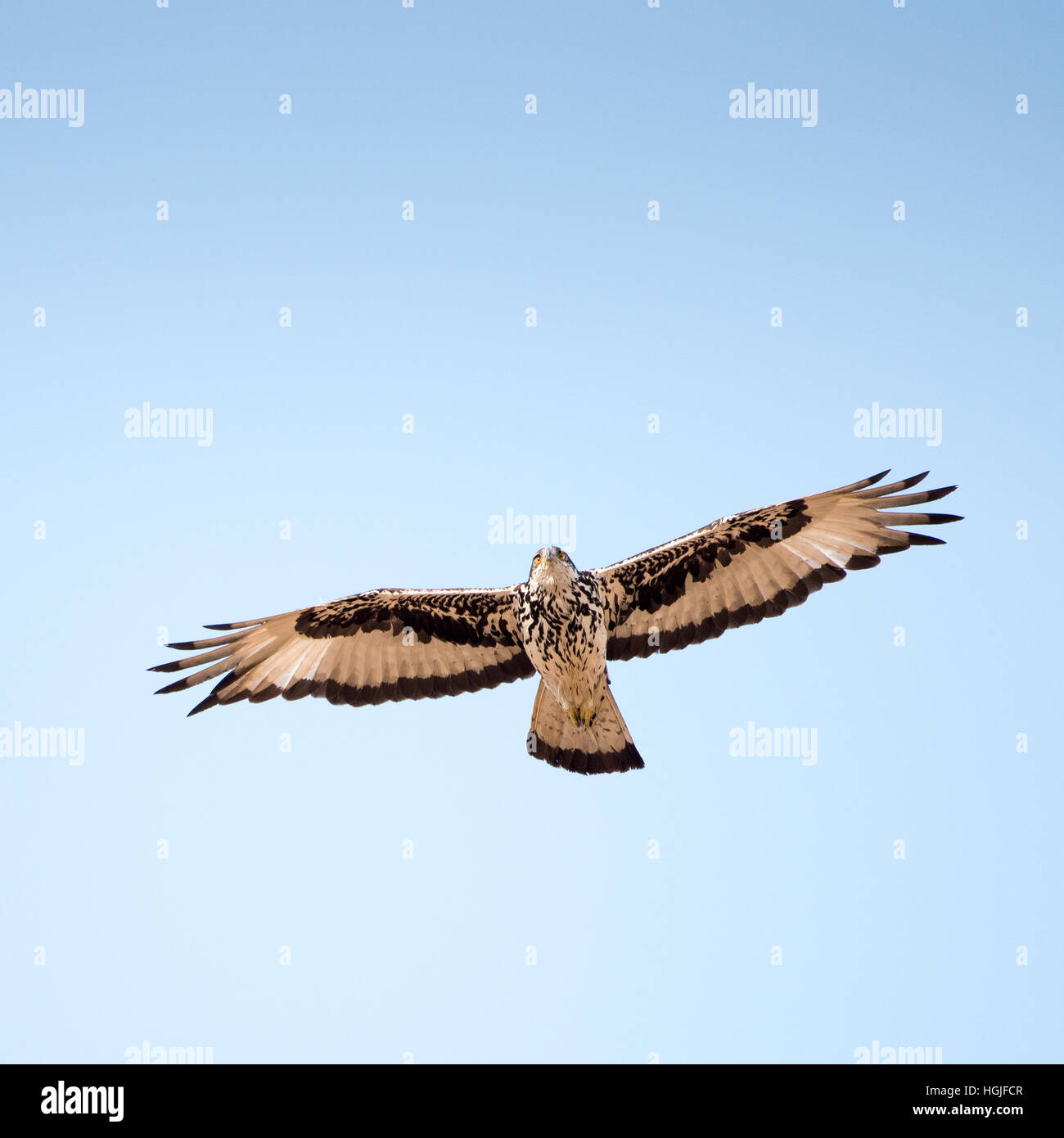 African hawk eagle hi-res stock photography and images - Alamy