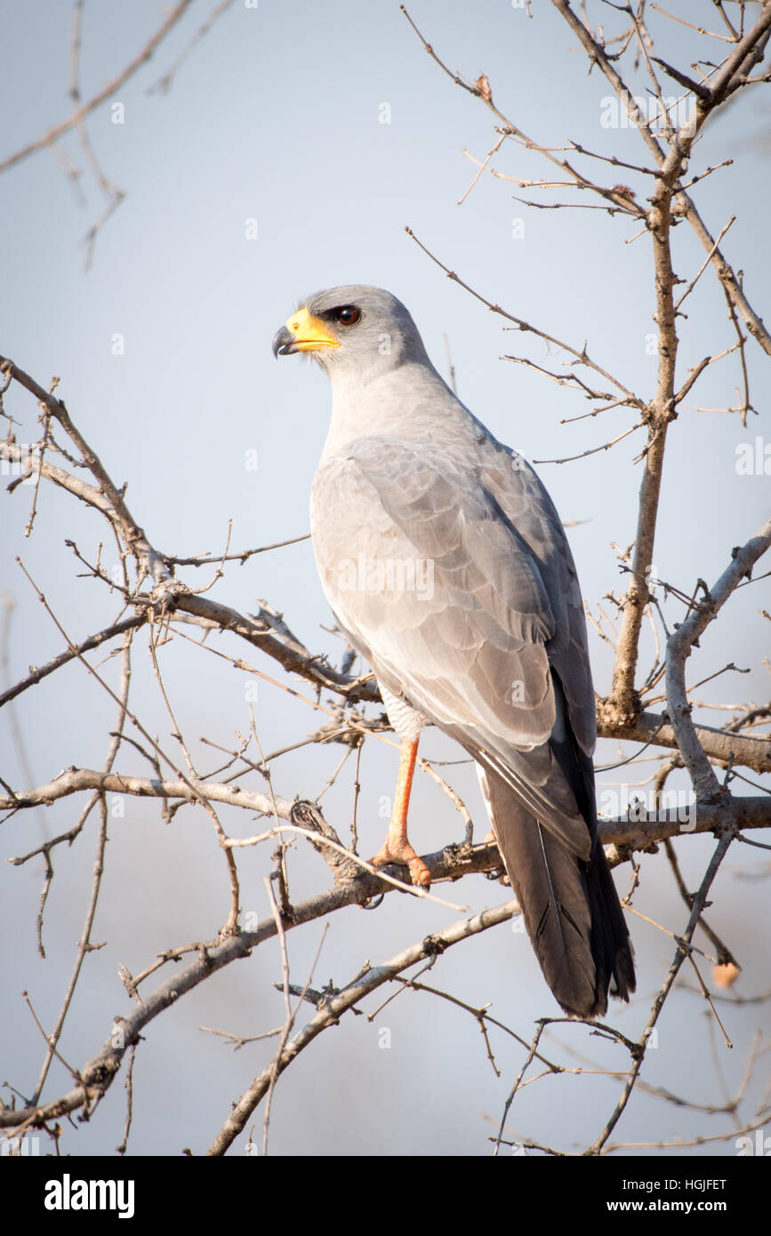 Eastern Chanting Goshawk, (Melierax poliopterus Stock Photo - Alamy