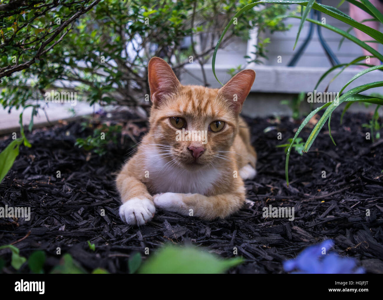 cute kitten laying down outdoors Stock Photo - Alamy