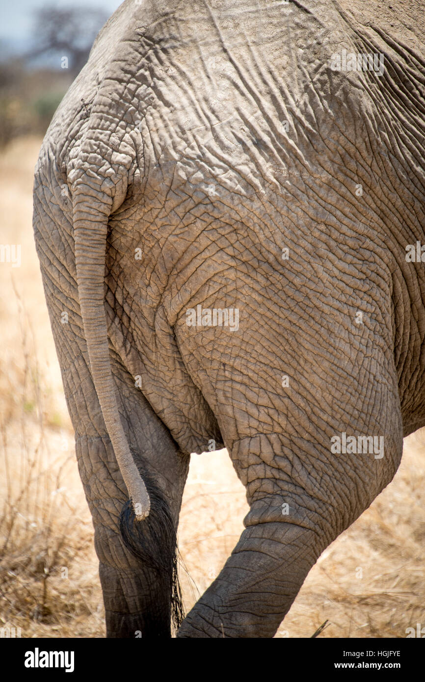 Walking behind elephant hi-res stock photography and images - Alamy