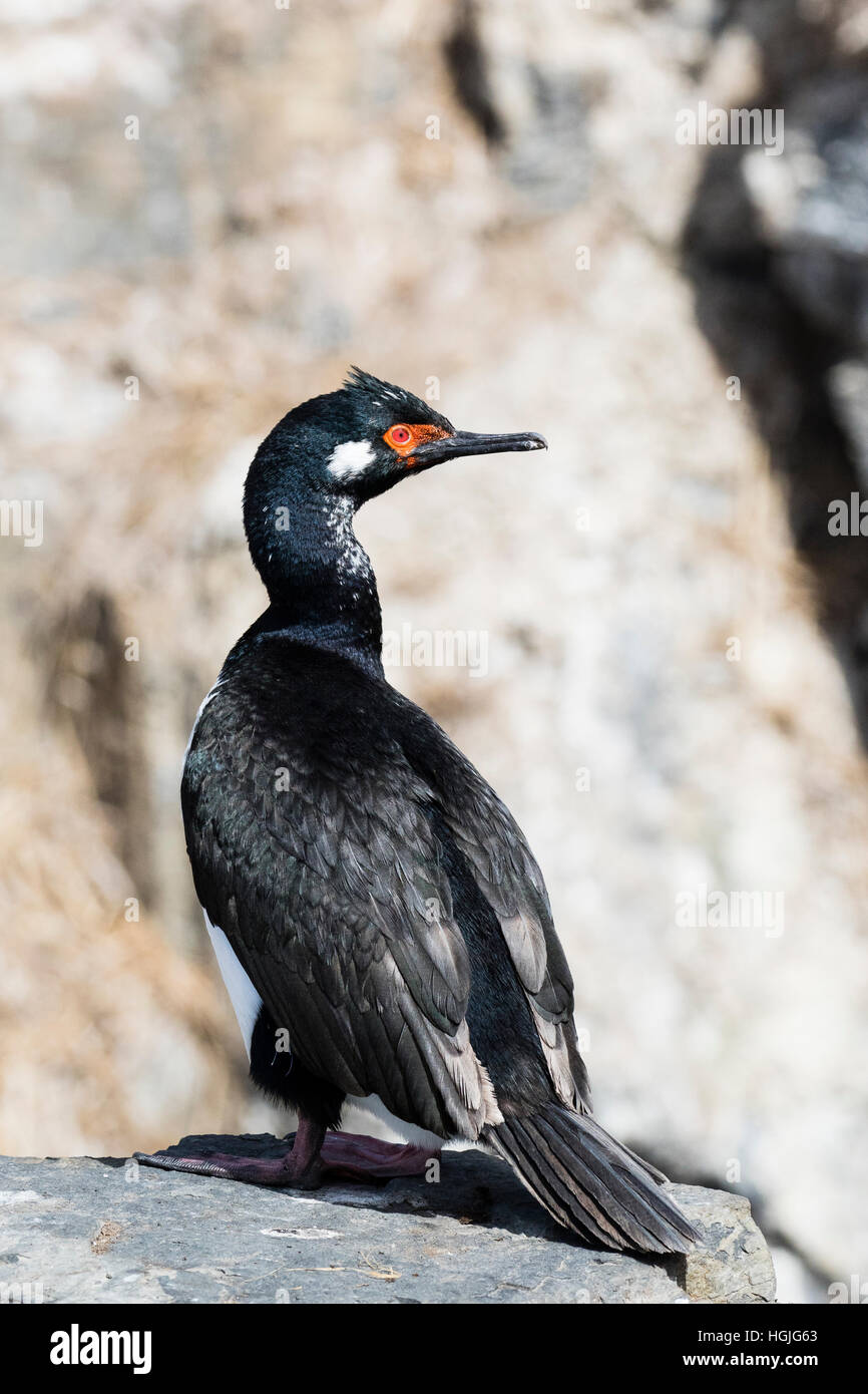 Rock Cormorant or shag on Bleaker Island in the Falklands Stock Photo ...