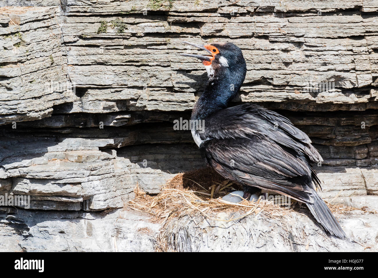 Rock Cormorant or shag on Bleaker Island in the Falklands Stock Photo ...