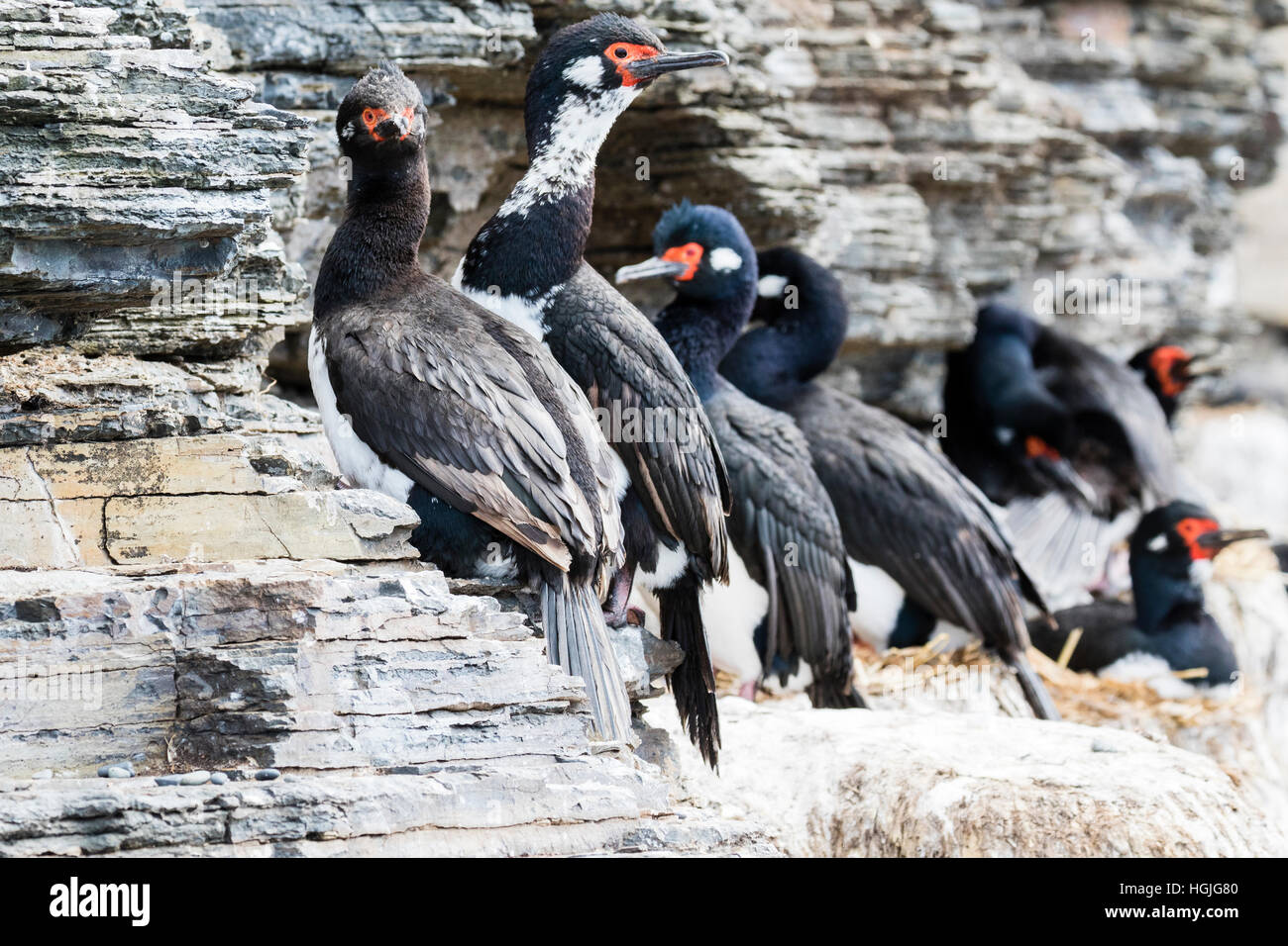 Rock Cormorant or shag on Bleaker Island in the Falklands Stock Photo ...