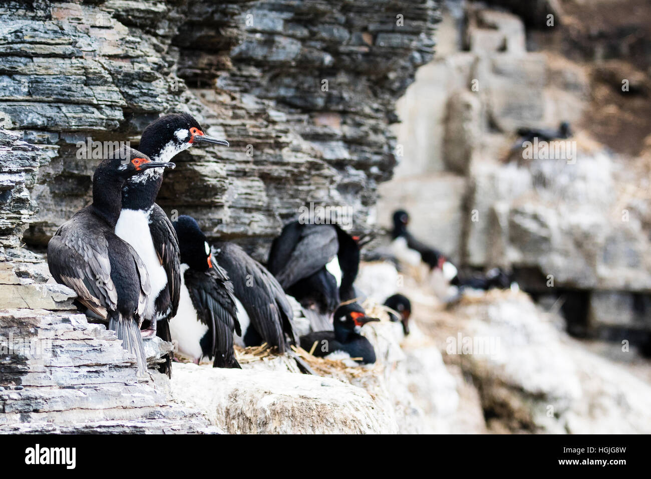 Rock Cormorant or shag on Bleaker Island in the Falklands Stock Photo ...