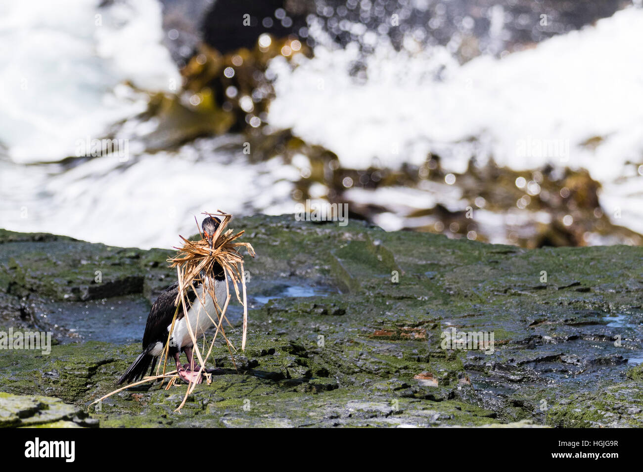 Rock Cormorant or shag on Bleaker Island in the Falklands Stock Photo ...