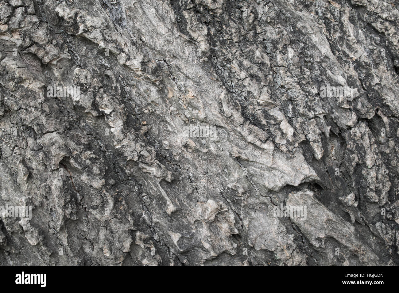 Hard Tree Bark Texture Stock Photo - Alamy
