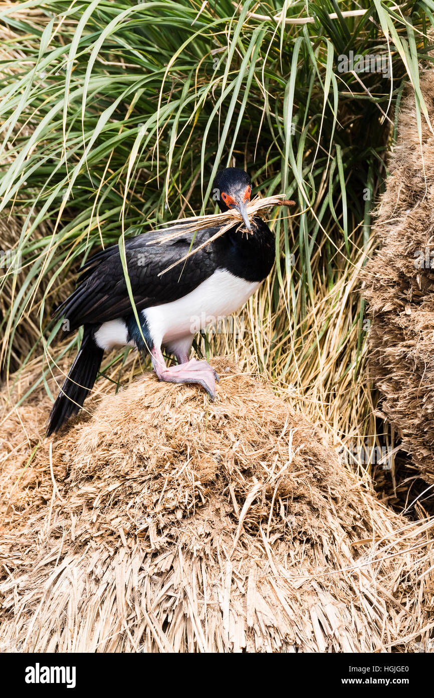 Rock Cormorant or shag on Bleaker Island in the Falklands Stock Photo ...