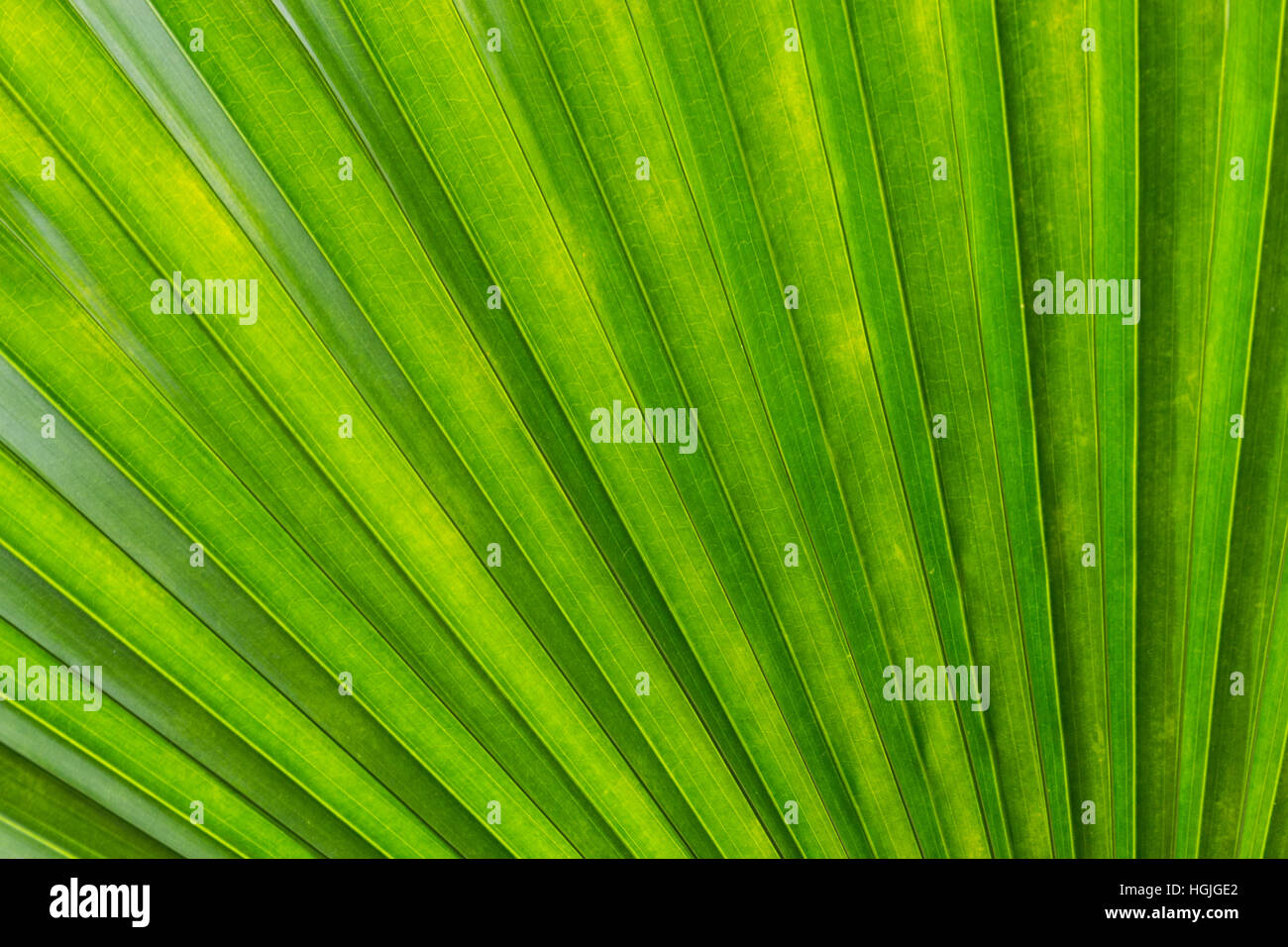 Abstract Palm Leaf Texture Stock Photo - Alamy