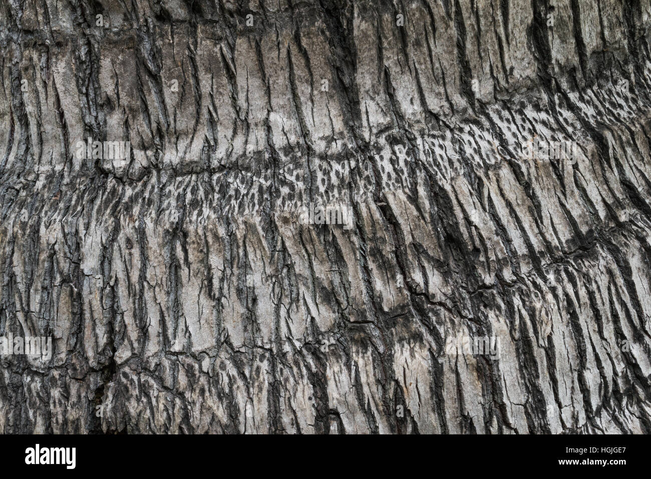 Coconut Tree Bark Stock Photo - Alamy
