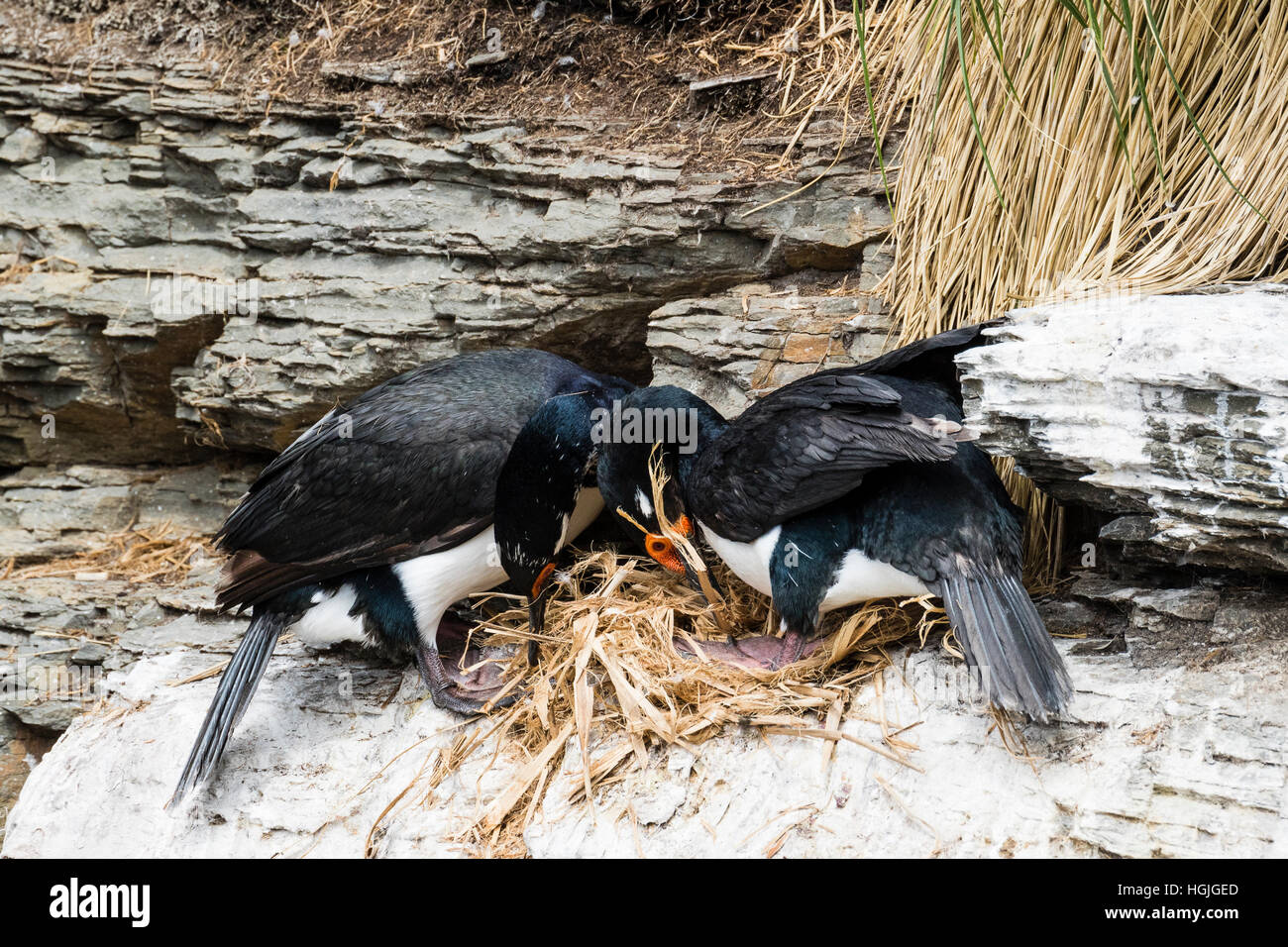 Rock Cormorant or shag on Bleaker Island in the Falklands Stock Photo ...