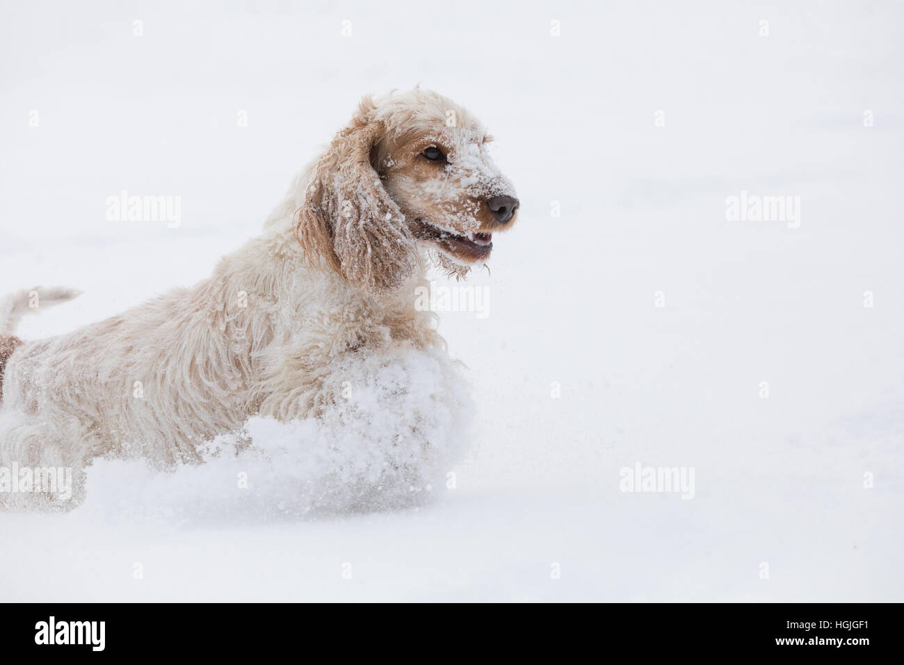 Cute english cocker spaniel dog playing and frolics in the freshly ...
