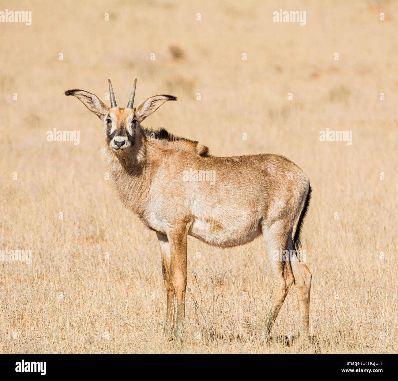 Roan antelope in Southern African savanna Stock Photo - Alamy