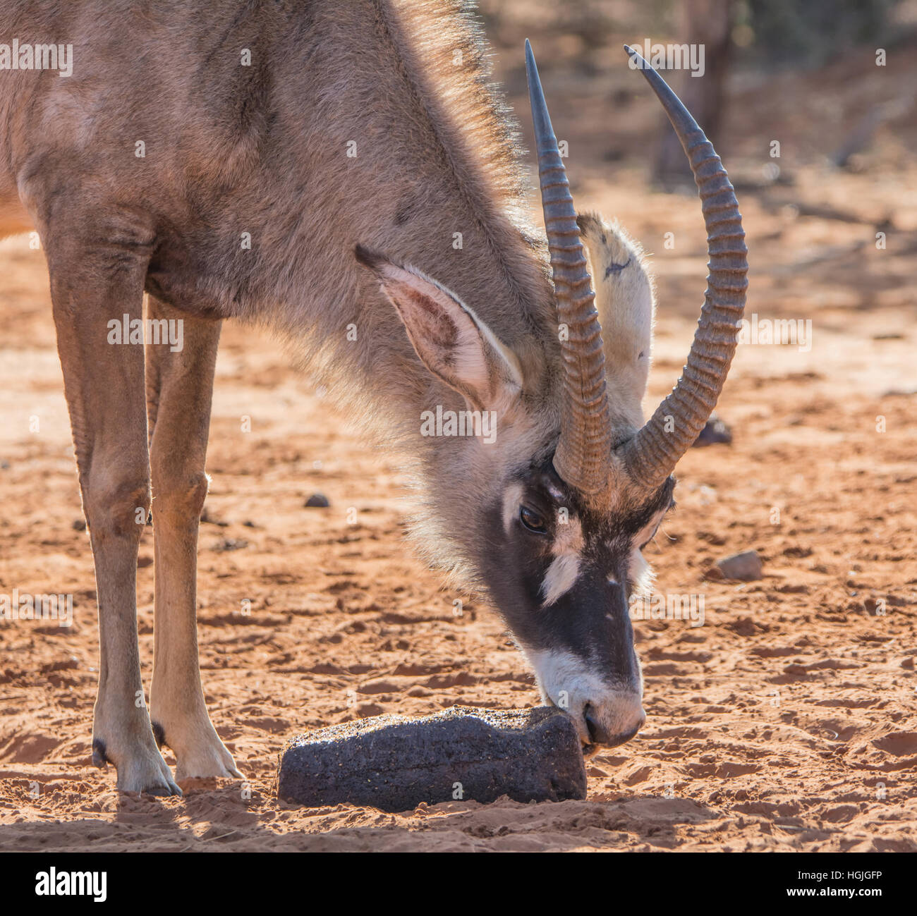 Roan antelope in Southern African savanna Stock Photo - Alamy
