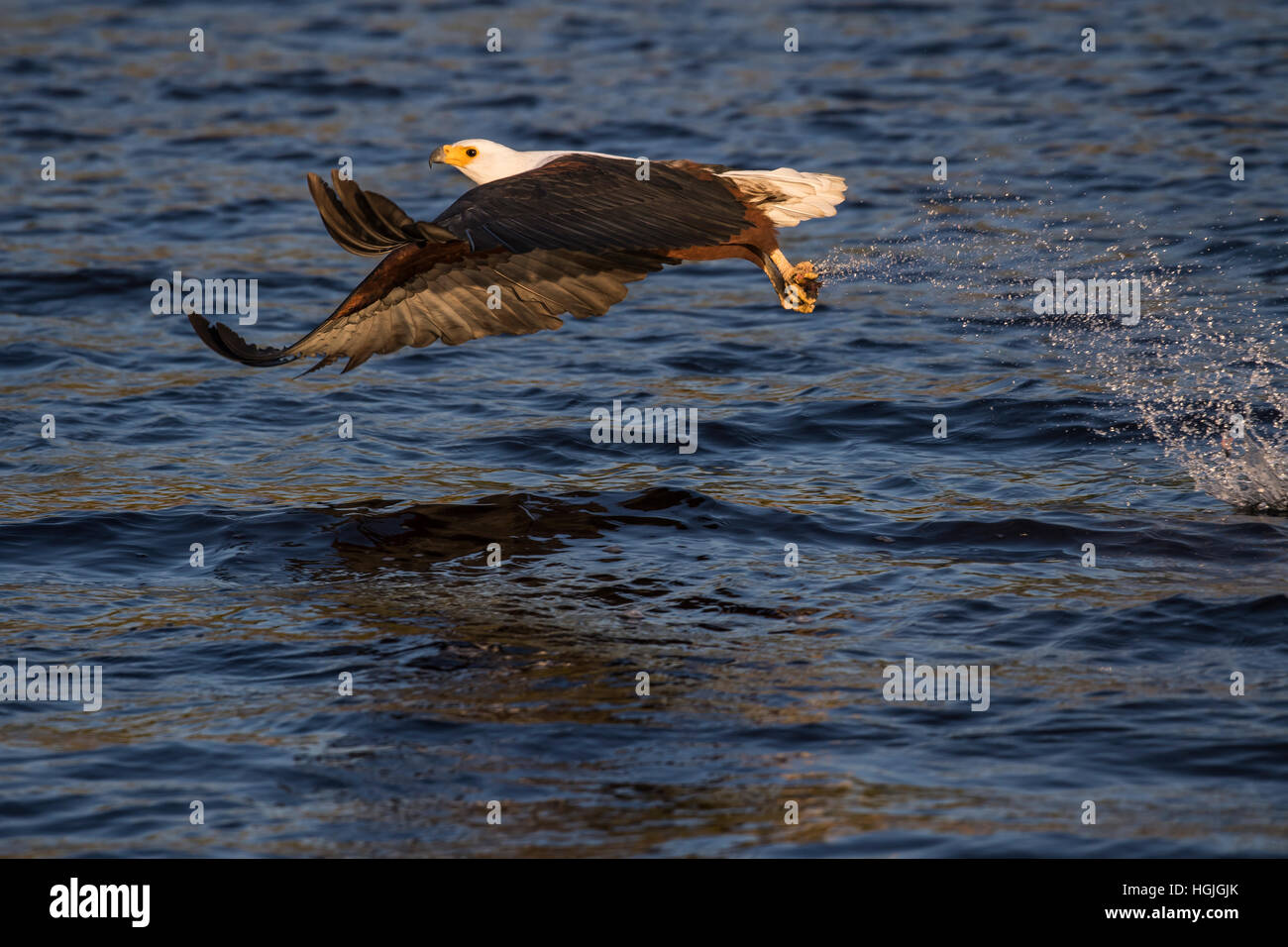 African fish eagle hunting hi-res stock photography and images - Alamy