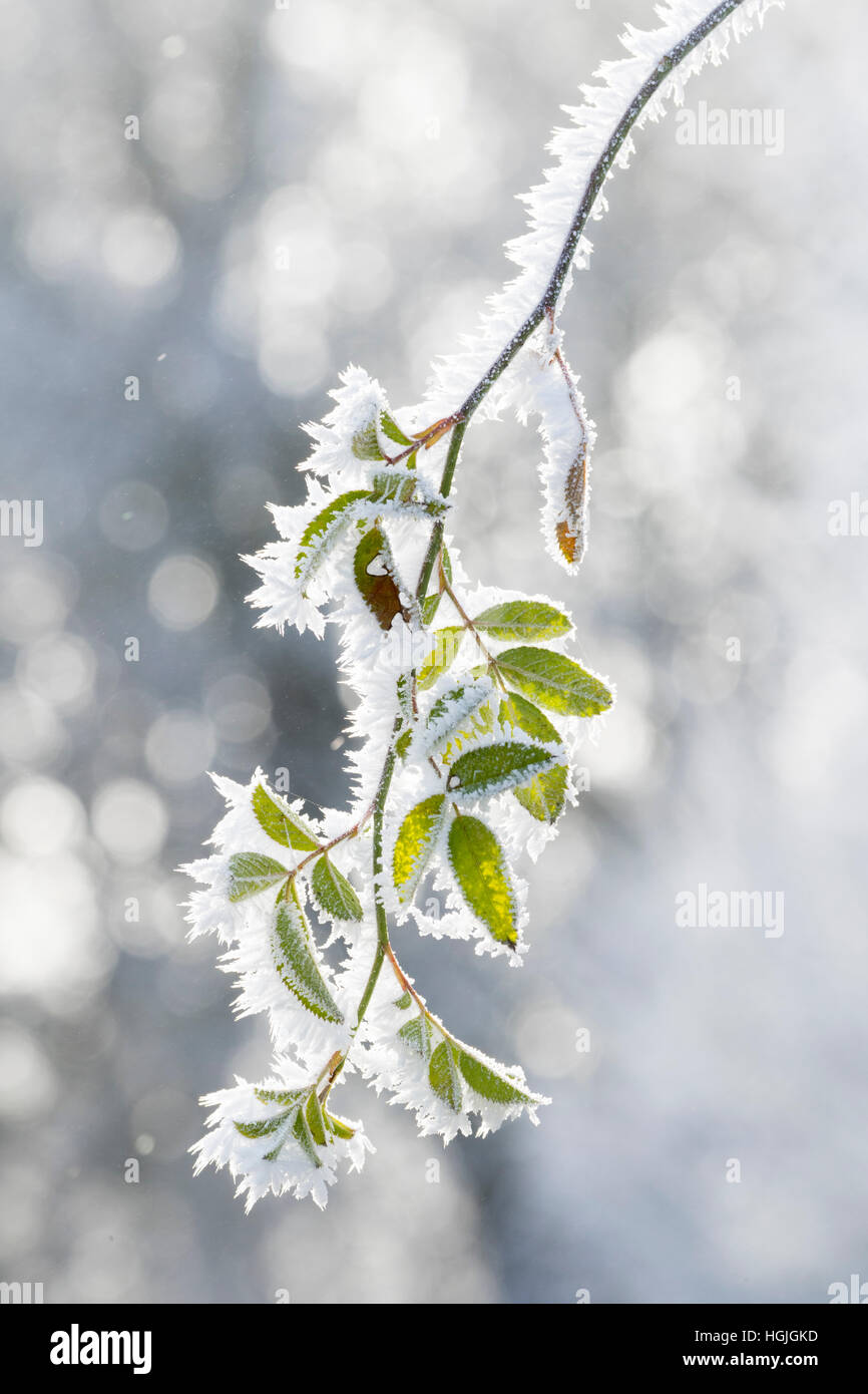 Dog-rose (Rosa canina), leaves with frost, Hesse, Germany Stock Photo ...