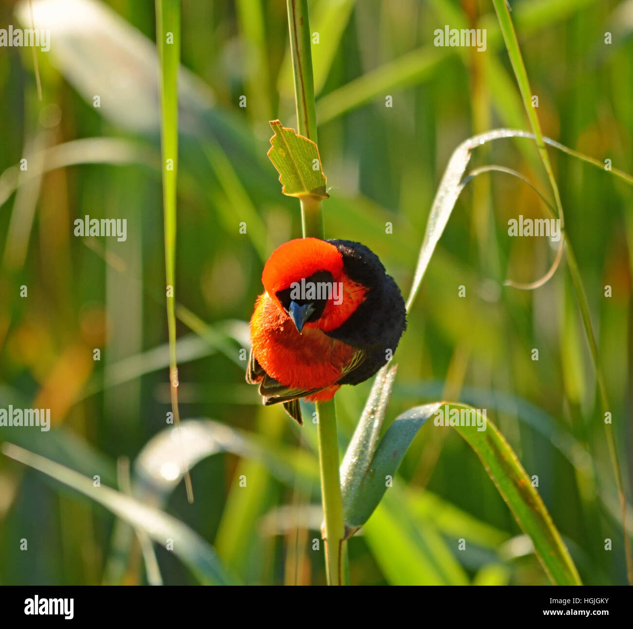 Red bishop bird hi-res stock photography and images - Alamy