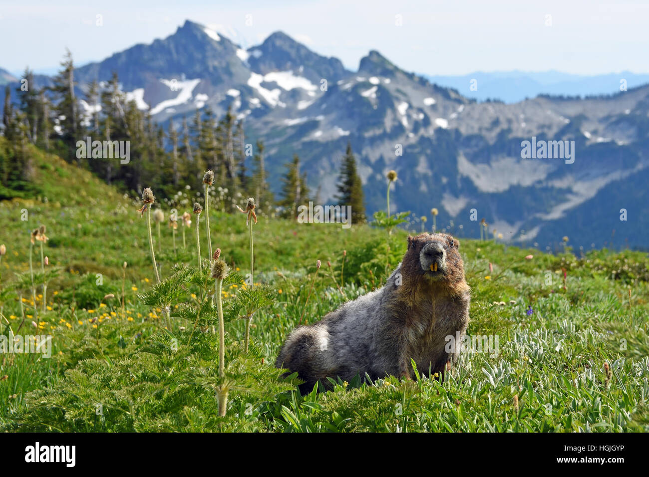 Marmot (Marmota), showing front teeth, behind Cascade Range, Mount ...