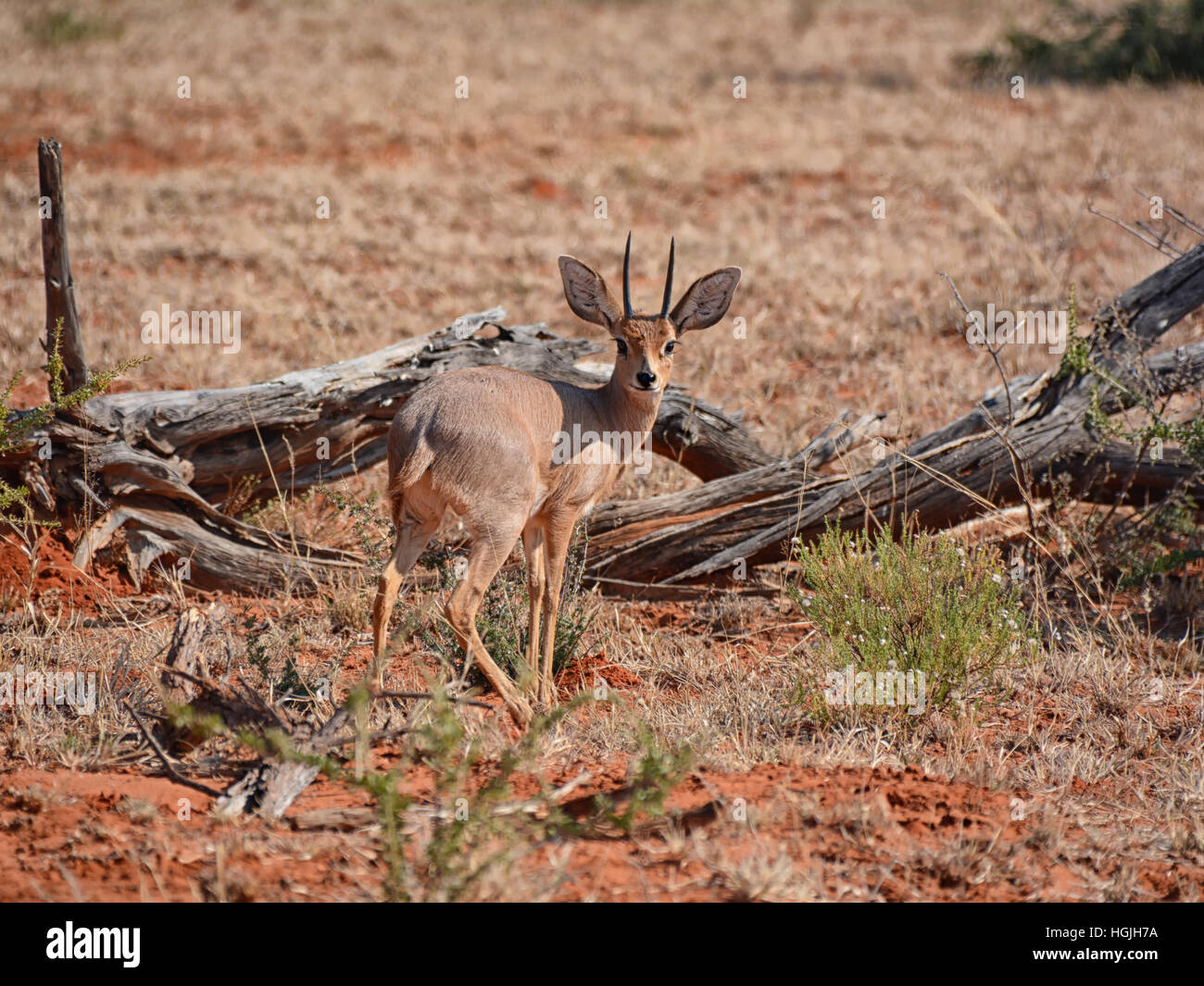 Steenbok antelope in southern hi-res stock photography and images - Alamy