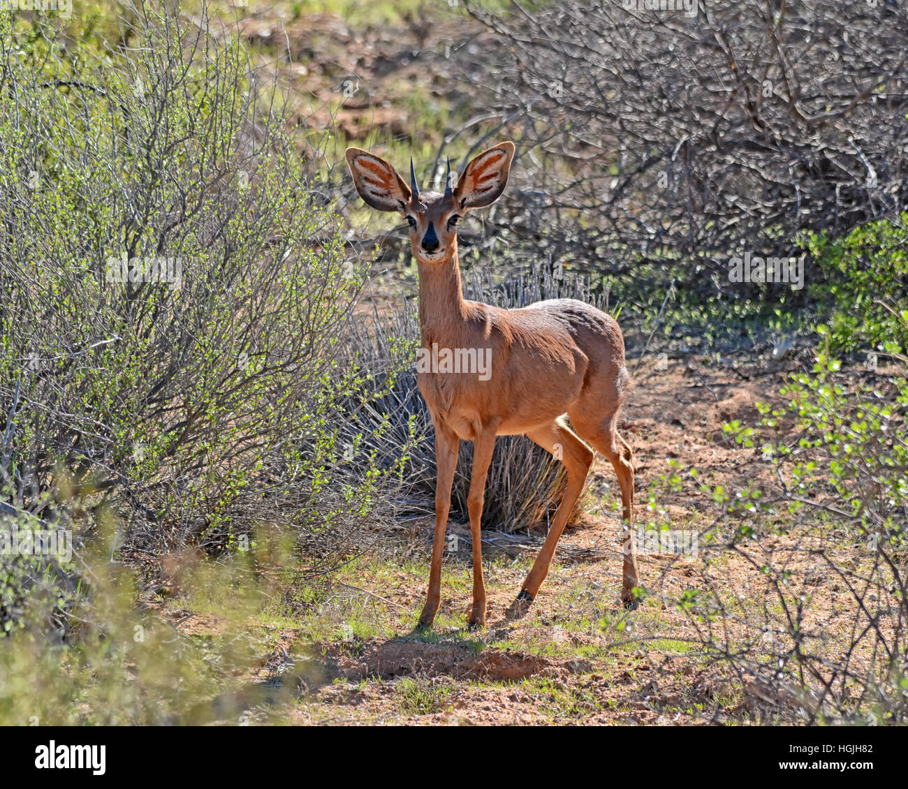 A Steenbok antelope in Southern African savanna Stock Photo - Alamy