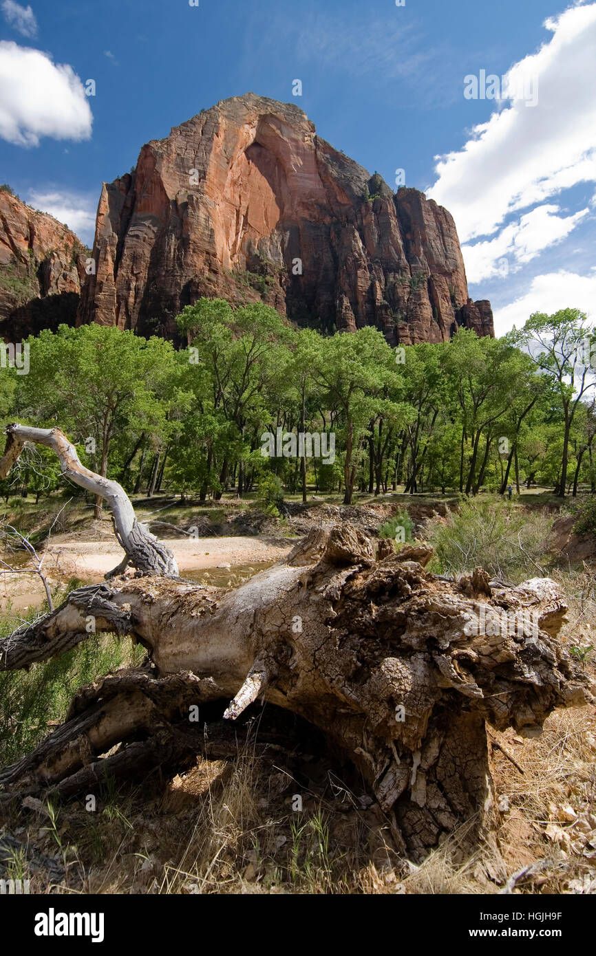 Old tree stump at North Fork Virgin River, Zion National Park, Utah ...