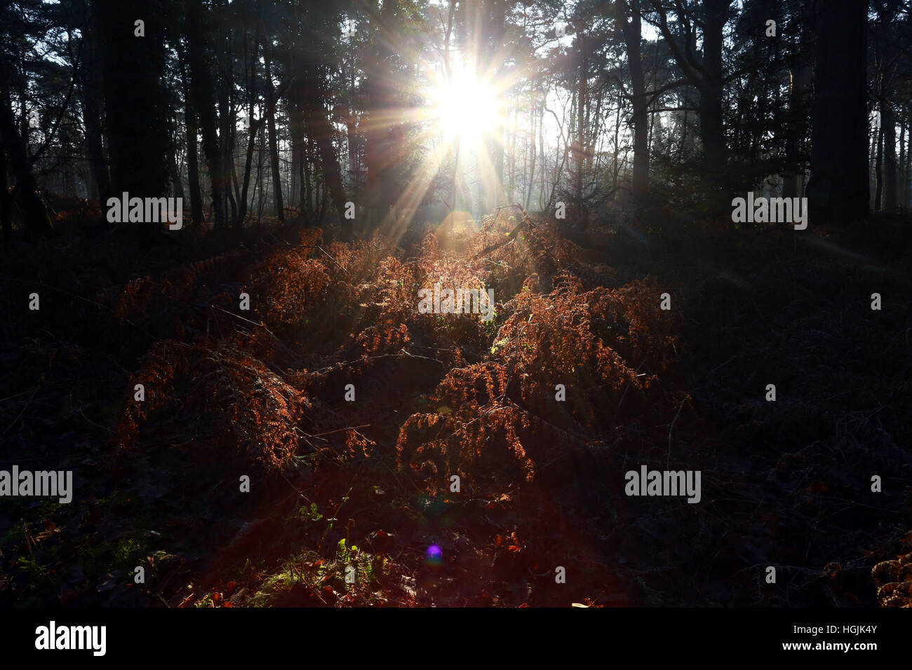Sandringham norfolk woods hi-res stock photography and images - Alamy