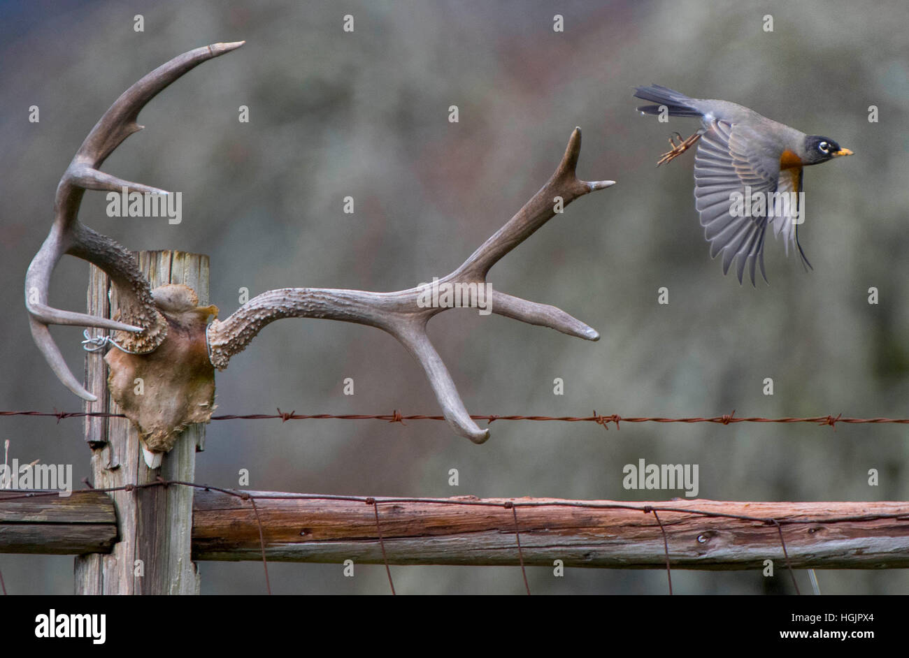 American robin in flight hi-res stock photography and images - Alamy