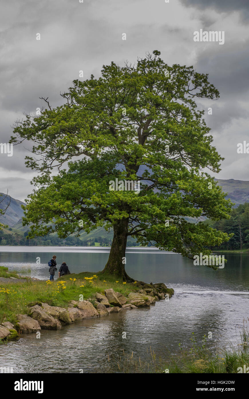 Beck and lone tree at Buttermere Cumbria. North West England. Lake ...