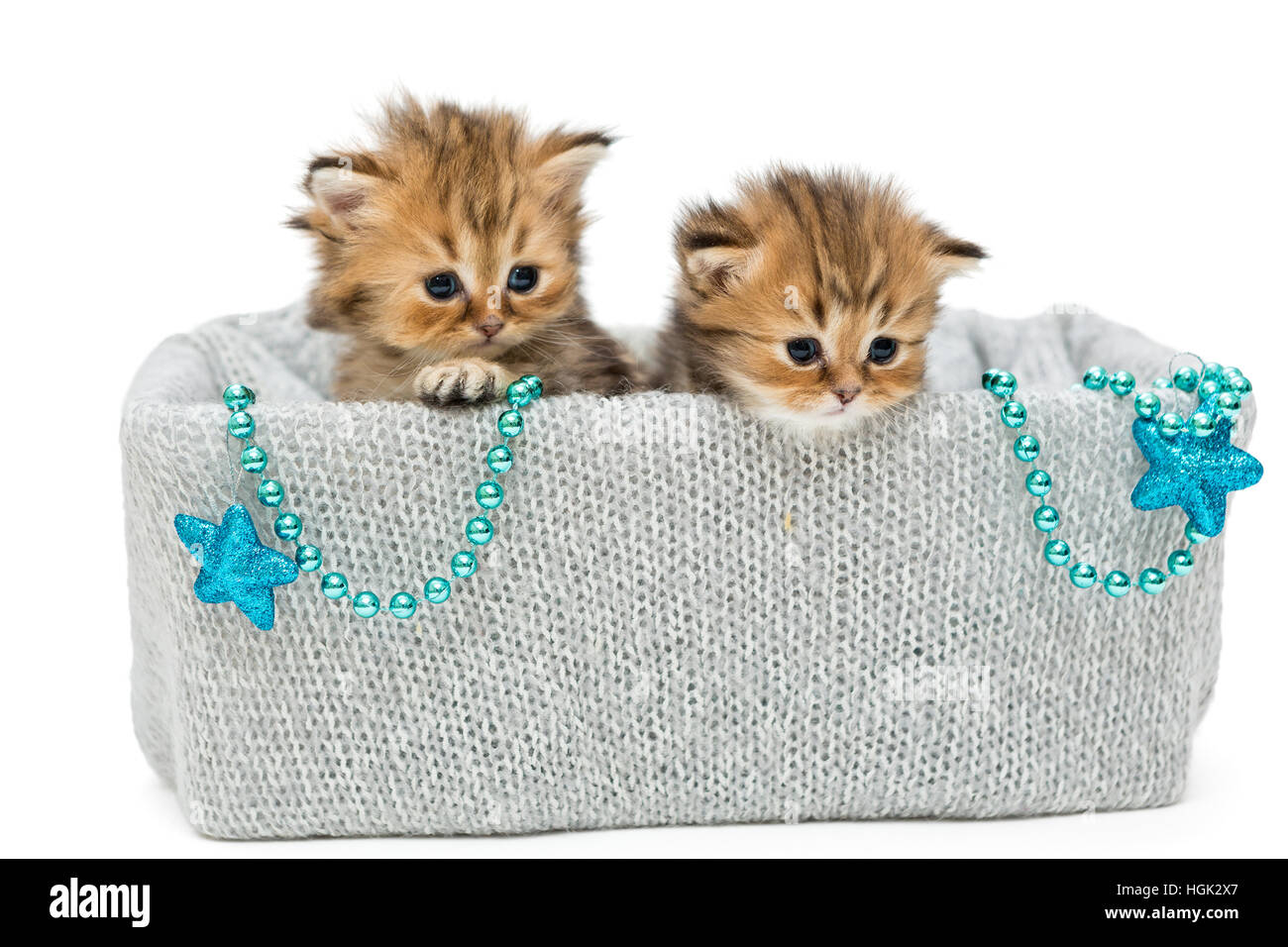 Cute tabby kitten in box Cut Out Stock Images & Pictures - Alamy