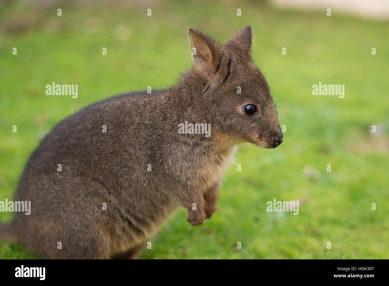 Padini the Pademelon Stock Photo - Alamy