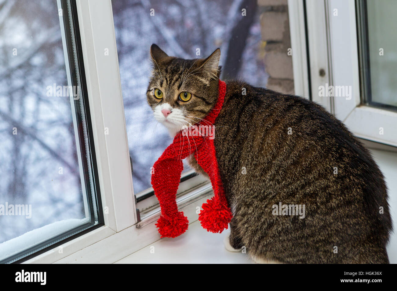 Cat scarf hi-res stock photography and images - Alamy
