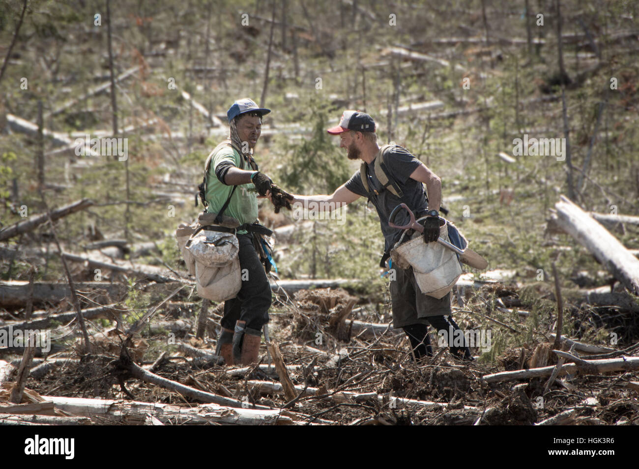Tree planting canada hi-res stock photography and images - Alamy