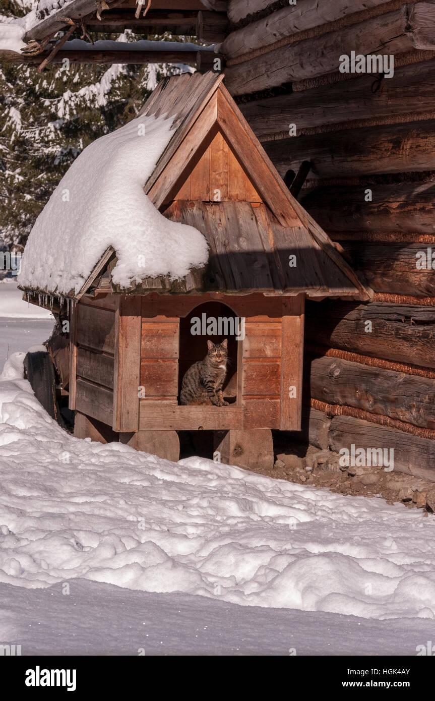 Cat scenery hi-res stock photography and images - Alamy