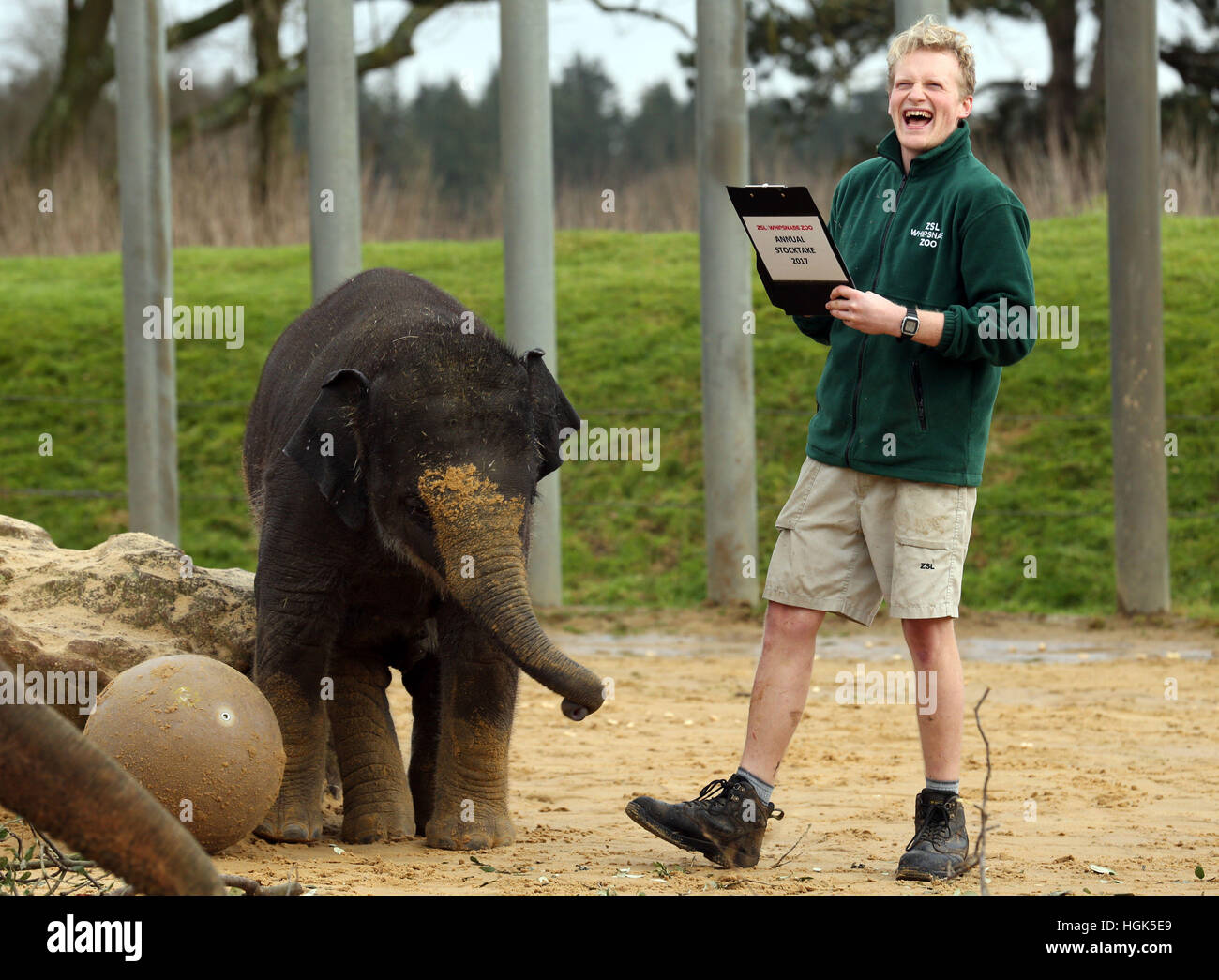 Zookeeper shane bewson counts elephants hi-res stock photography and ...