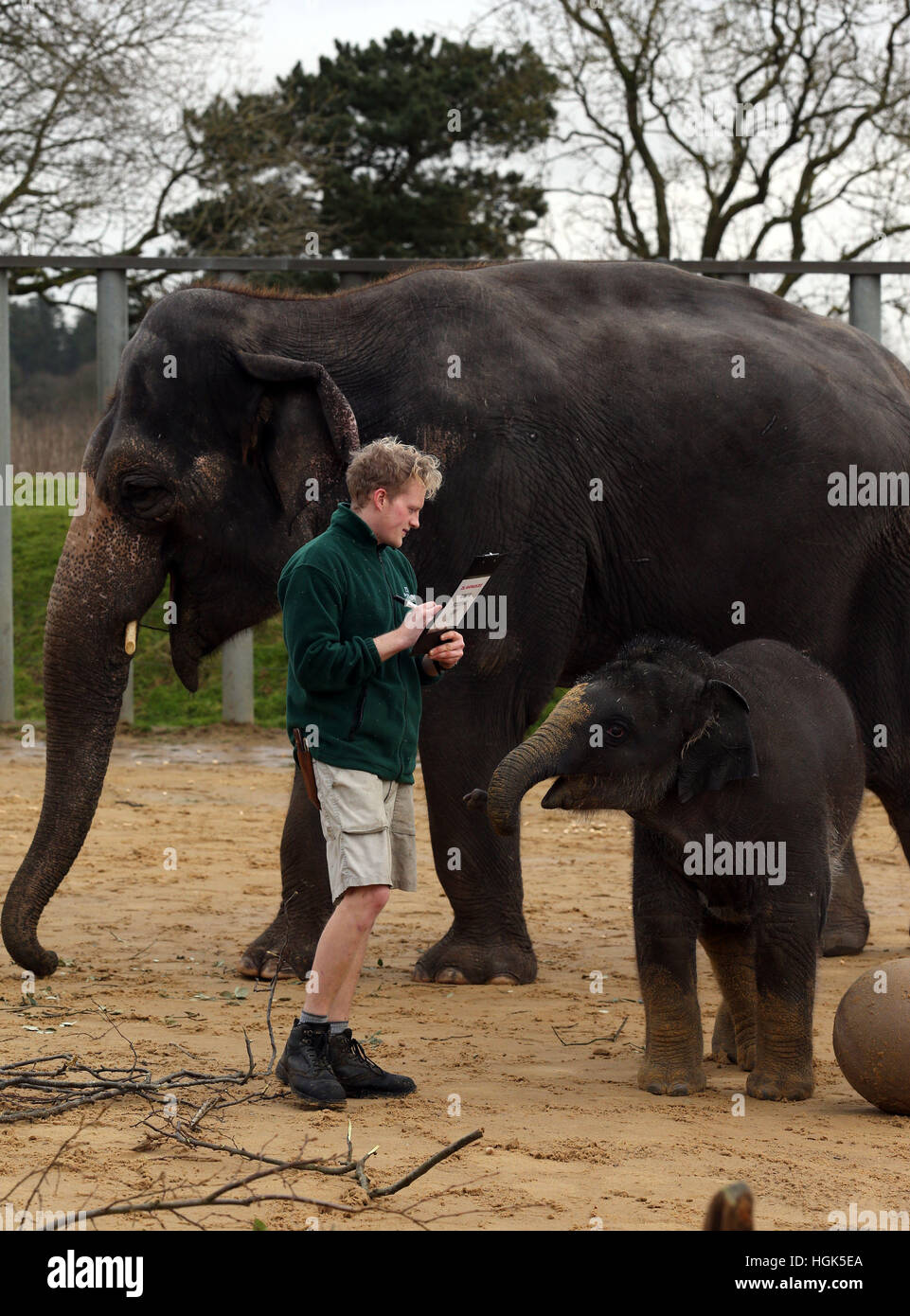 Zookeeper Shane Bewson counts Elephants during the annual stocktake at ...
