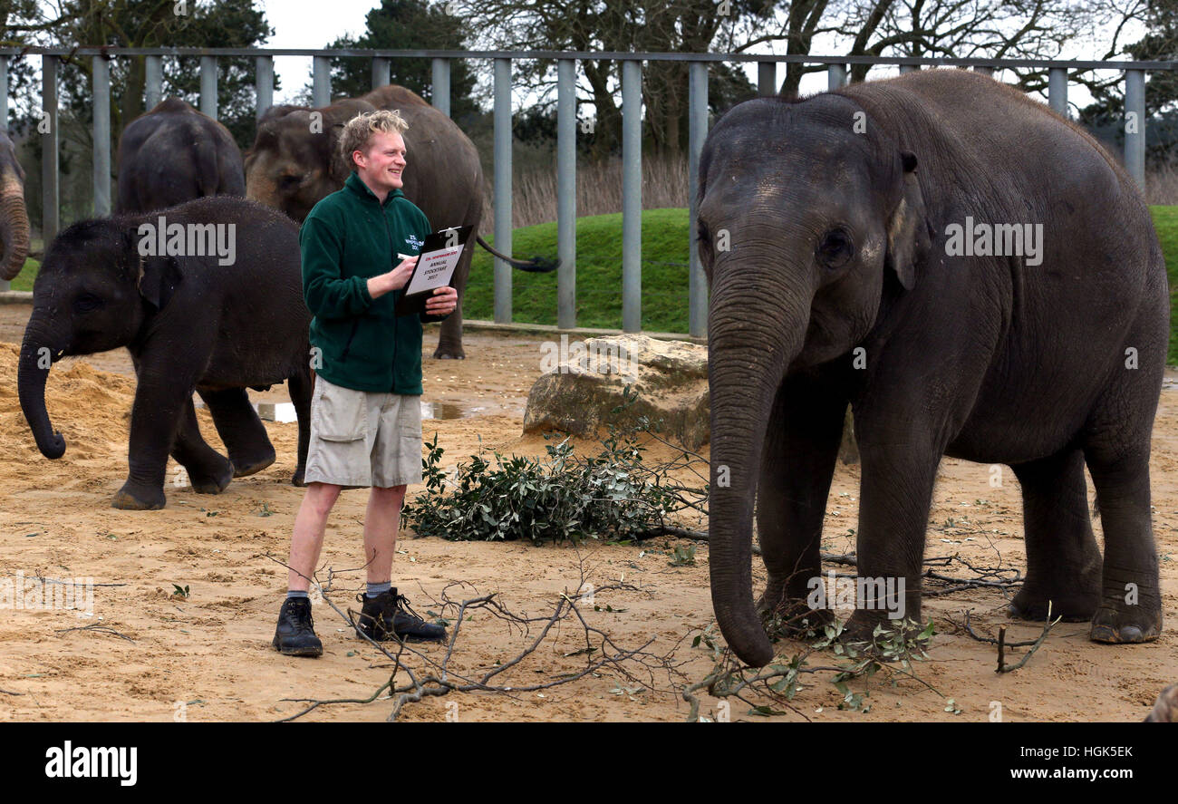 Zookeeper shane bewson counts elephants hi-res stock photography and ...