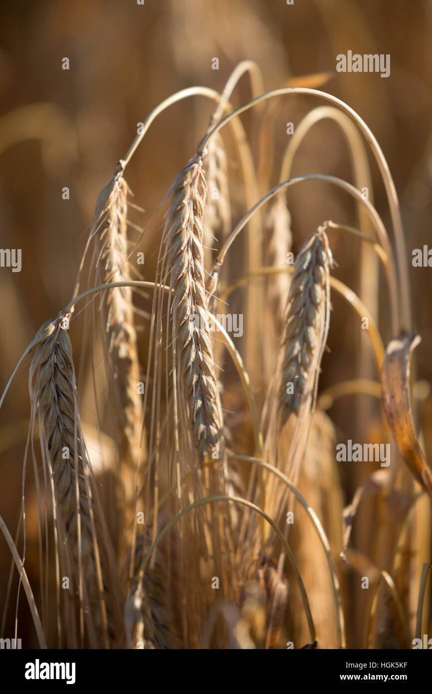 Golden coloured ripe Barley, near Chipping Campden, Cotswolds ...