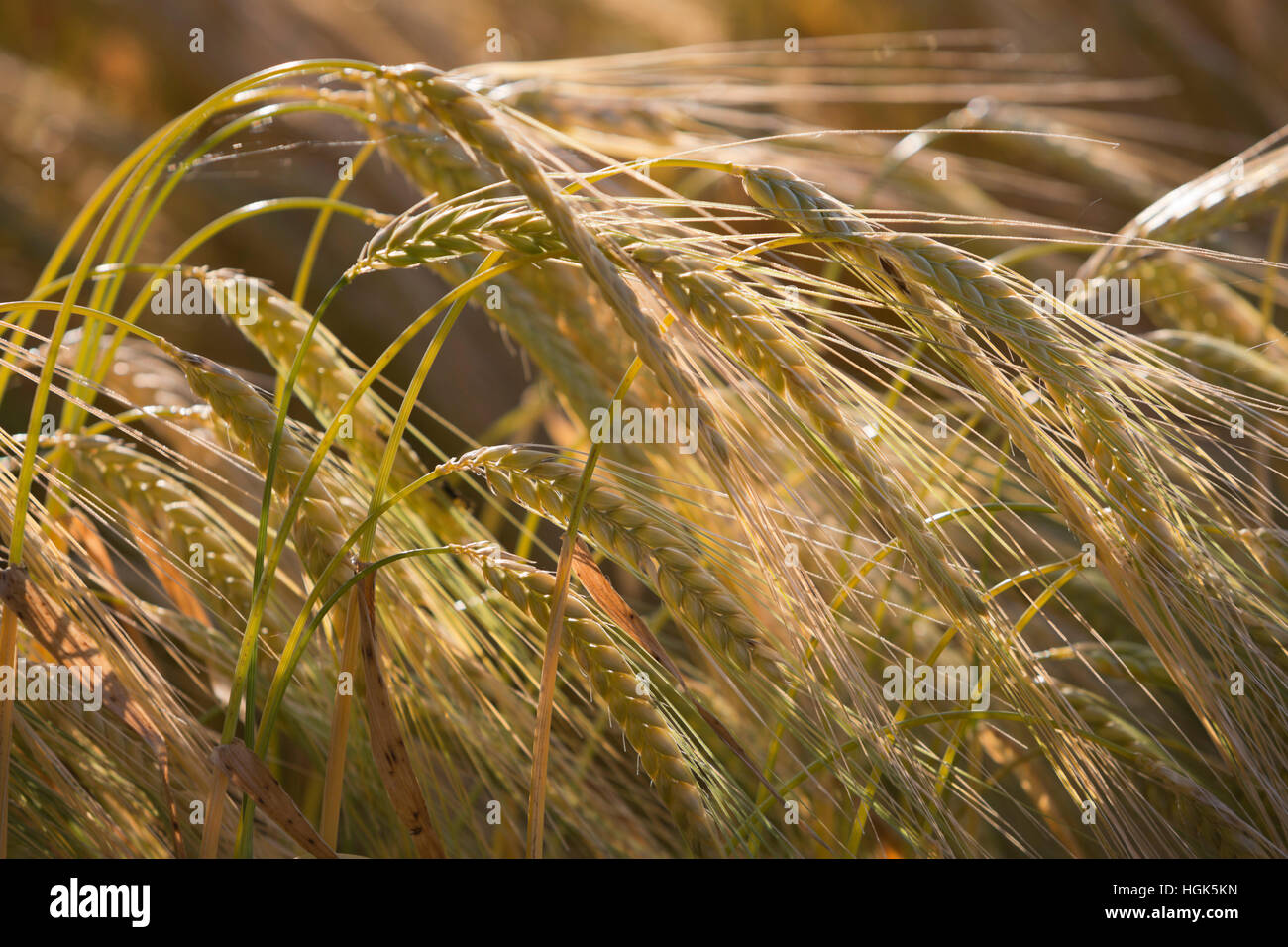 Golden coloured ripe Barley, near Chipping Campden, Cotswolds ...